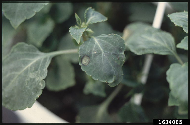 impatiens necrotic spot virus (INSV) (Tospovirus Impatiens necrotic ...