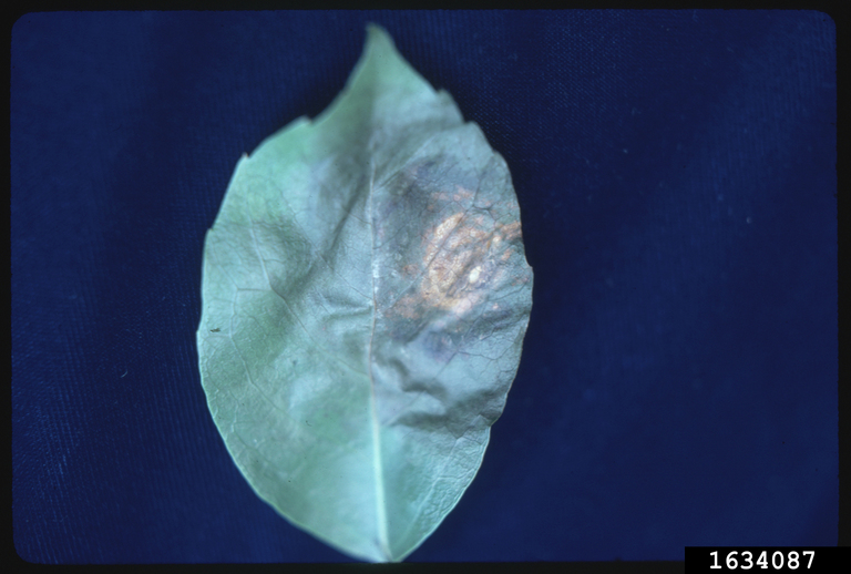Alternaria blight (Alternaria panax Whetzel)