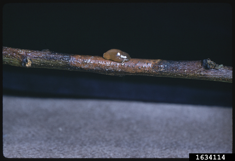 Leucostoma fungus (Leucostoma cincta)