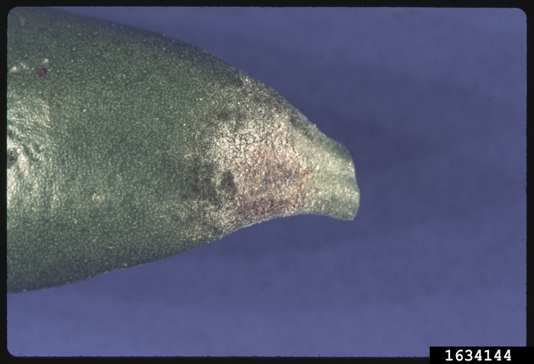 powdery mildew (Genus Erysiphe R. Hedw. ex DC.)