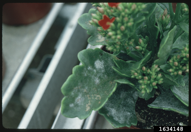 powdery mildew (Erysiphe betae (Vanha) Weltzien)