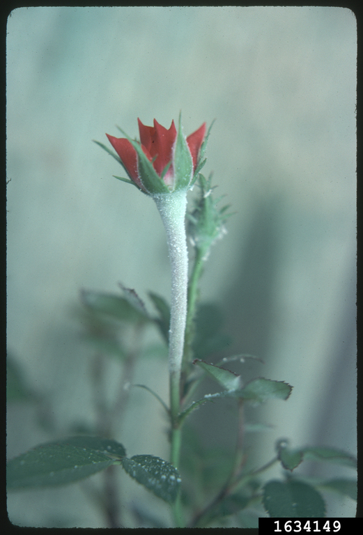 powdery mildew (Podosphaera pannosa)