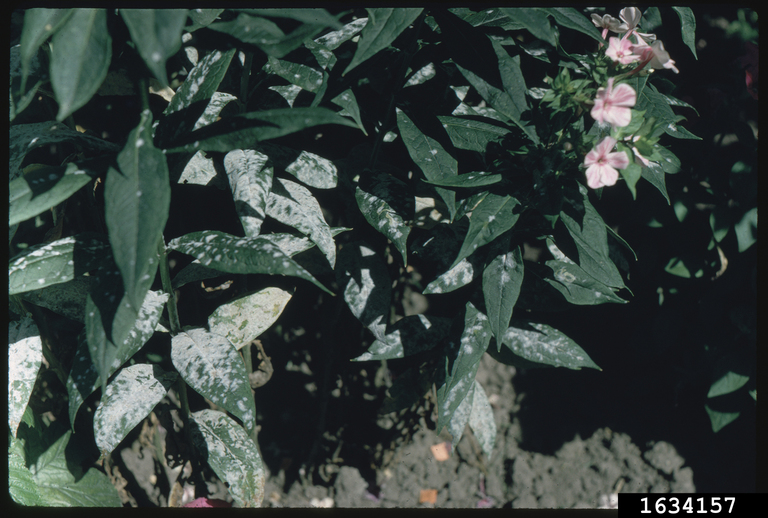 powdery mildew (Erysiphe magnicellulata)