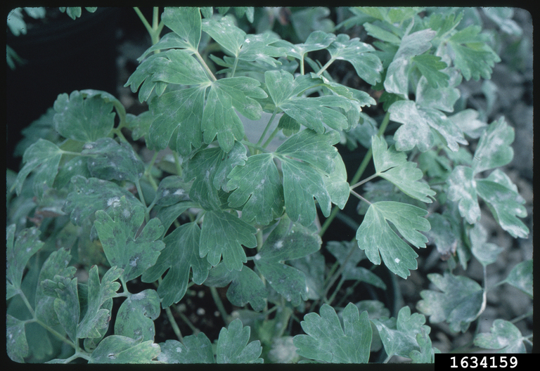 Powdery Mildew (Erysiphe aquilegiae var. ranunculi) on columbine ...