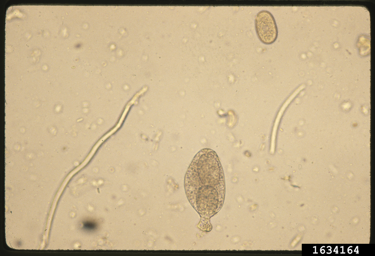 powdery mildew, Erysiphe cichoracearum (Erysiphales: Erysiphaceae ...