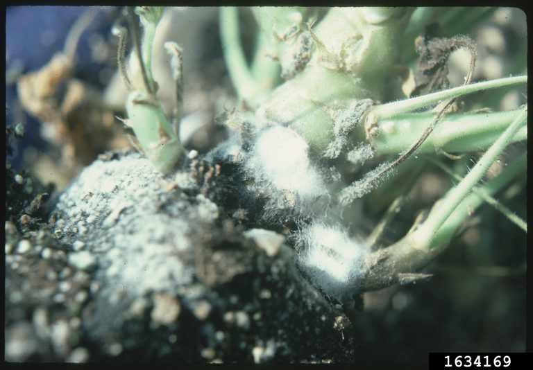 Pythium root and stem rot (Pythium ultimum)