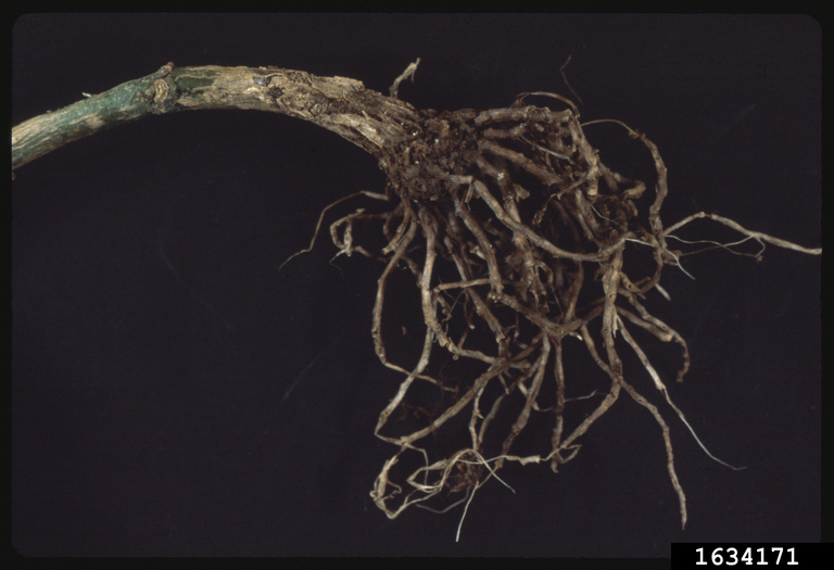 Pythium root and stem rot (Pythium aphanidermatum (Edson) Fitzp.)