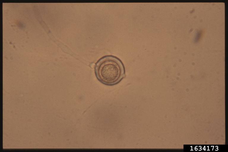 Pythium root and stem rot (Pythium ultimum)