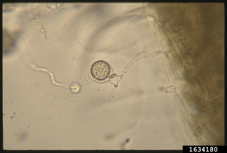 Pythium root and stem rot (Pythium aphanidermatum (Edson) Fitzp.)