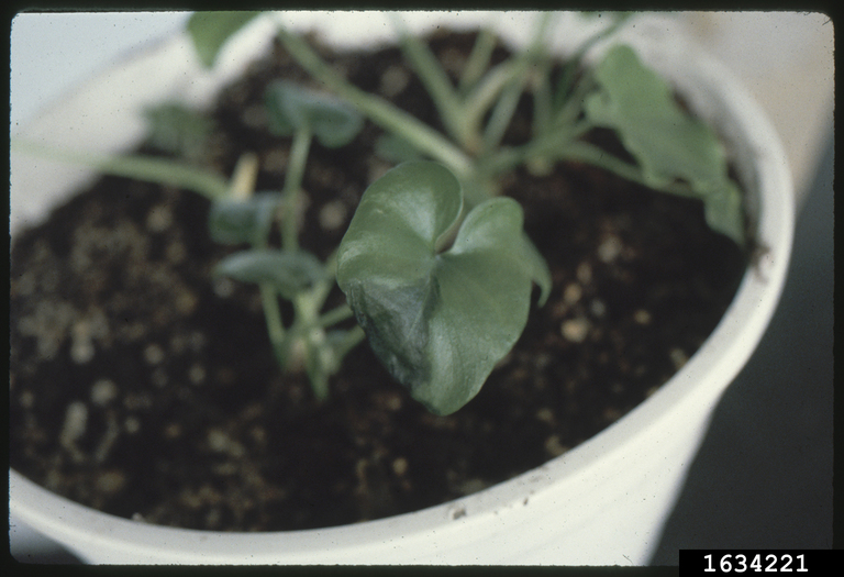 bacterial black stalk (Genus Erwinia)