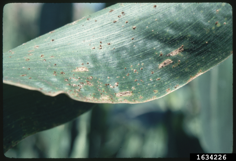 common corn rust (Puccinia sorghi Schwein.)