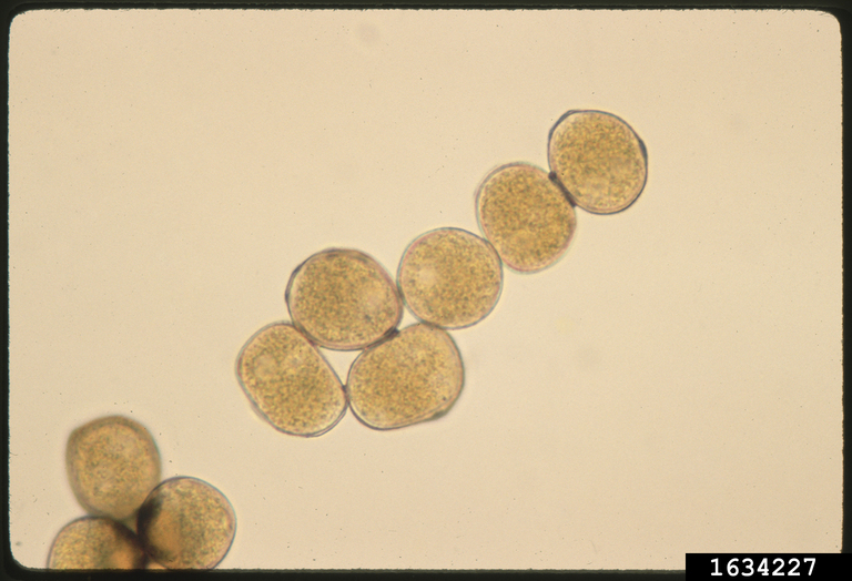 common corn rust (Puccinia sorghi)
