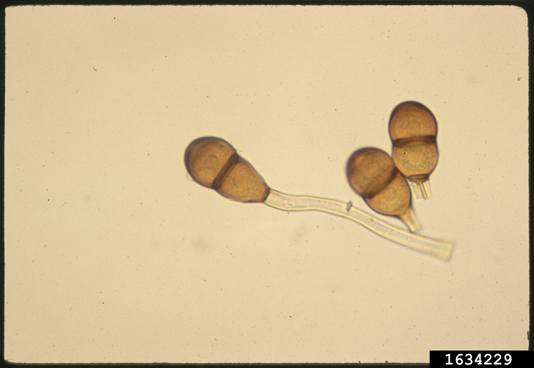 common corn rust (Puccinia sorghi Schwein.)