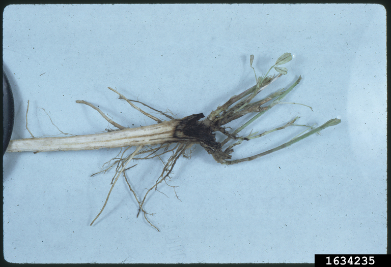 Fusarium wilts, blights, rots and damping-off (Genus Fusarium Link)