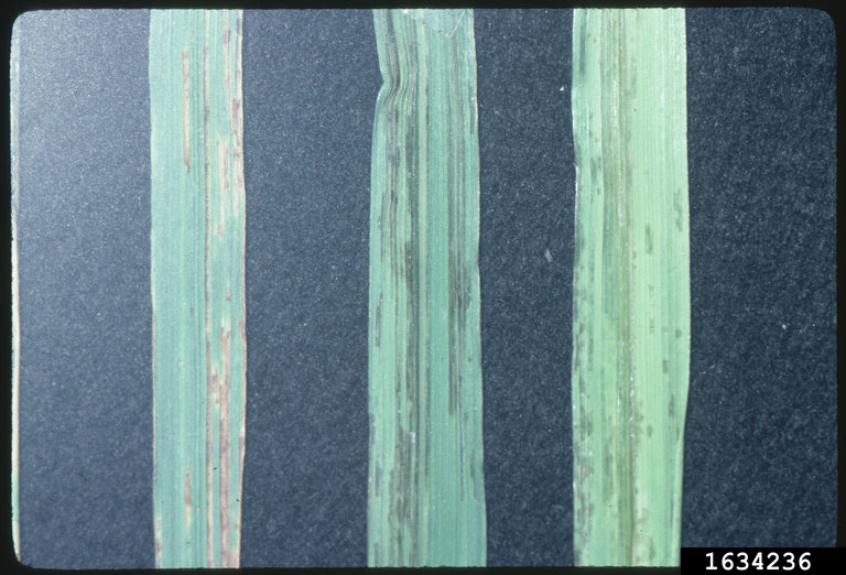 leaf spot (Pseudomonas syringae pv. atropurpurea (Reddy & Godkin 1923 ...