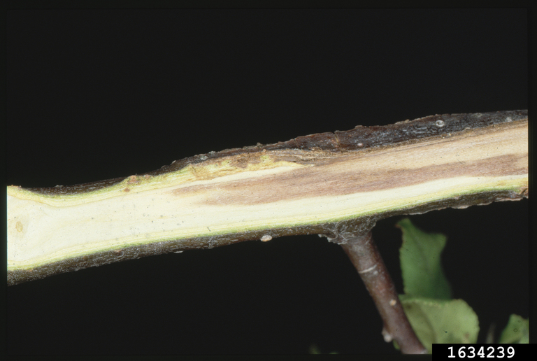 Botryosphaeria canker, white rot (Botryosphaeria dothidea (Moug.:Fr ...