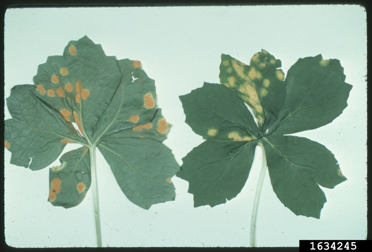 mayapple rust (Allodus podophylli (Schwein.) Arthur)