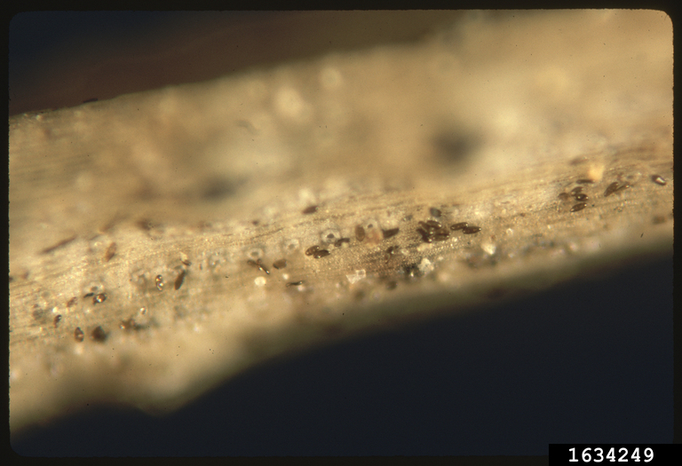 Sphaeropsis sapinea (Fr.) Dyko & B. Sutton (Synonym for Diplodia ...