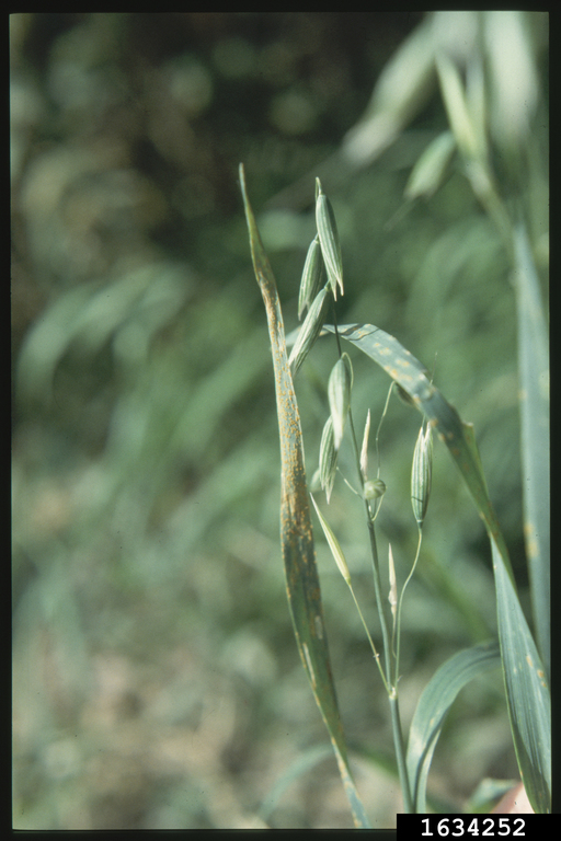 oat crown rust (Puccinia coronata var. avenae W.P. Fraser & Ledingham)