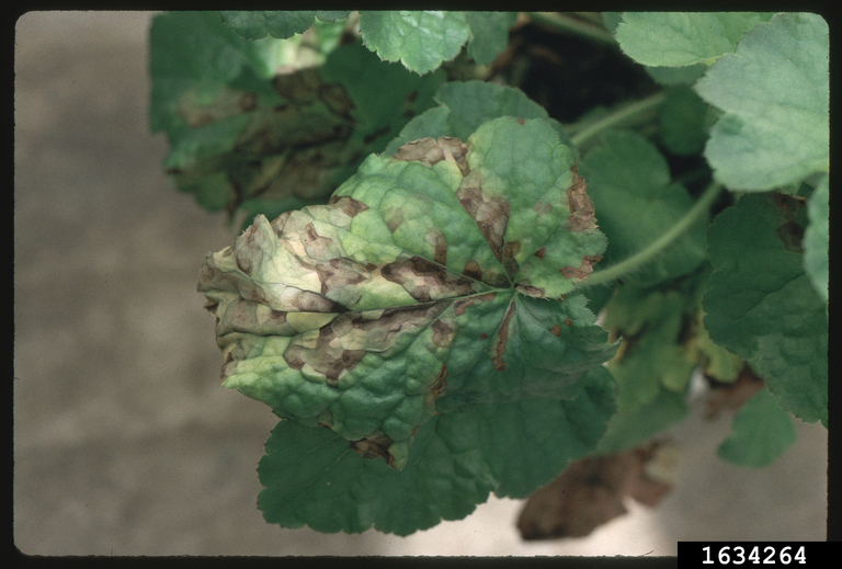 foliar nematodes (Genus Aphelenchoides Fischer, 1894)