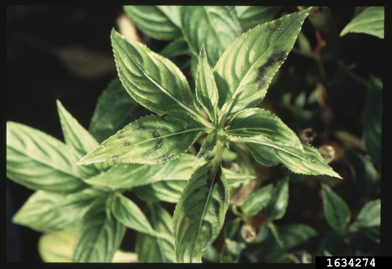 impatiens necrotic spot virus (INSV) (Tospovirus Impatiens necrotic ...