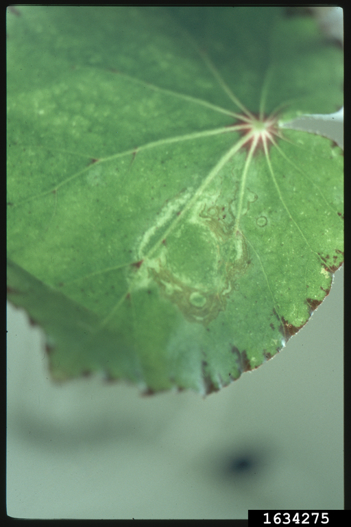impatiens necrotic spot virus (INSV) (Tospovirus Impatiens necrotic ...