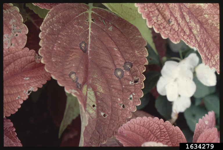 impatiens necrotic spot virus (INSV) (Tospovirus Impatiens necrotic ...