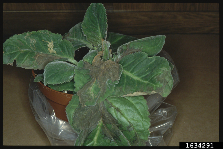 tomato spotted wilt virus (TSWV) (Tospovirus Tomato spotted wilt virus)