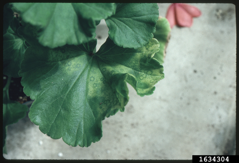 tomato ringspot virus (ToRSV) (Nepovirus Tomato ringspot virus)