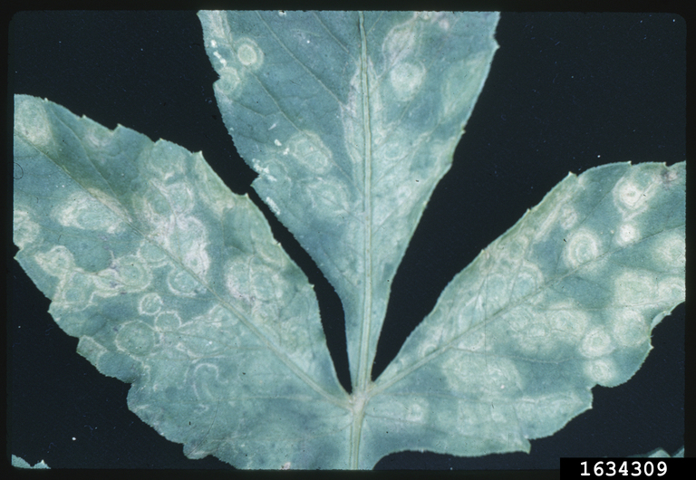 Tomato spotted wilt virus (TSWV) (Orthotospovirus tomatomaculae)