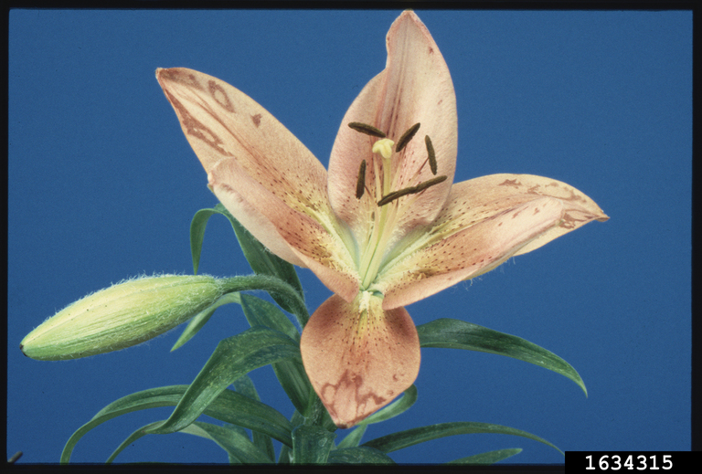 Tulip Breaking Virus (Potyvirus Tulip Breaking Virus (TBV))