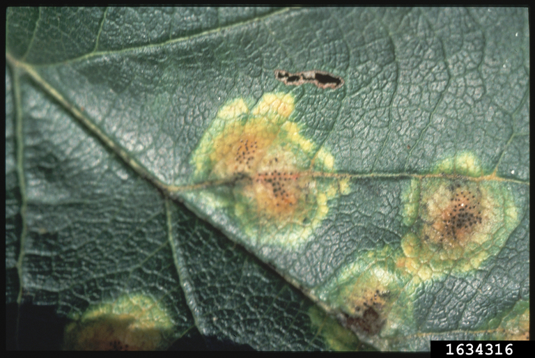 American hawthorn rust (Gymnosporangium globosum Farl.)