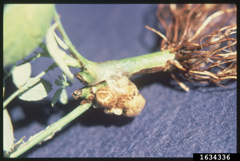 crown gall (Rhizobium radiobacter)