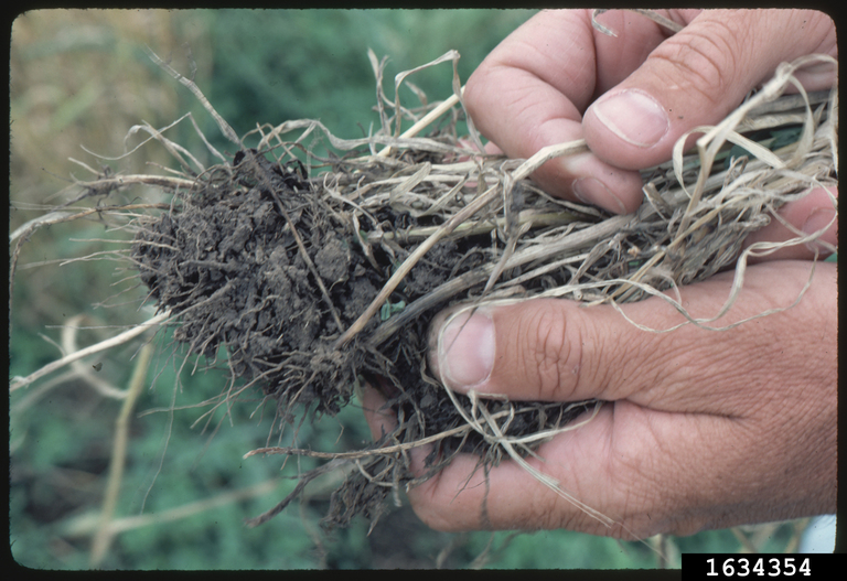 take-all root rot (Gaeumannomyces graminis var. tritici J. Walker)