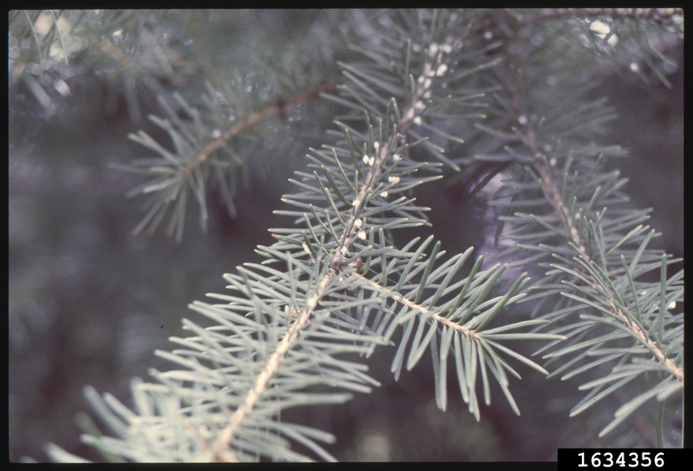 Cooley spruce gall adelgid (Adelges cooleyi)