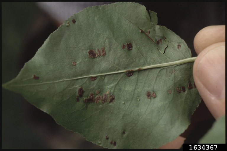 pearleaf blister mite (Eriophyes pyri)
