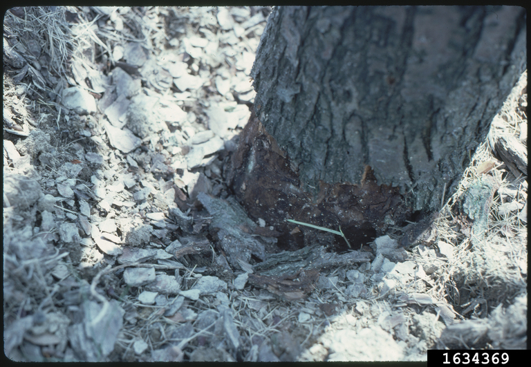 apple bark borer (Synanthedon pyri (Harris))