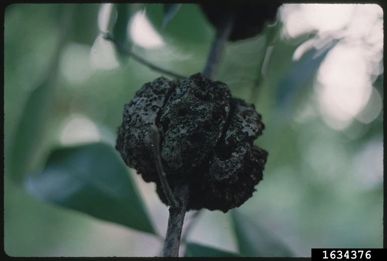 gouty oak gall (Callirhytis quercuspunctata (Bassett))