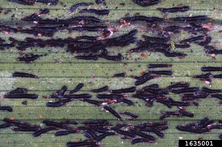 black thread scale (Ischnaspis longirostris (Signoret))