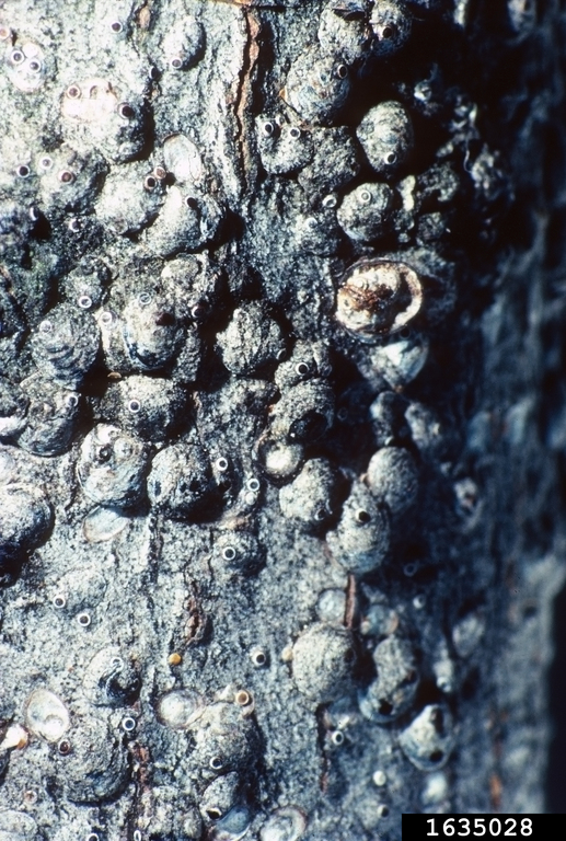 gloomy scale (Melanaspis tenebricosa)