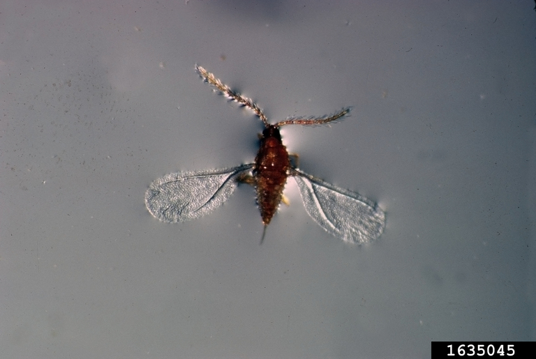 white peach scale (Pseudaulacaspis pentagona)