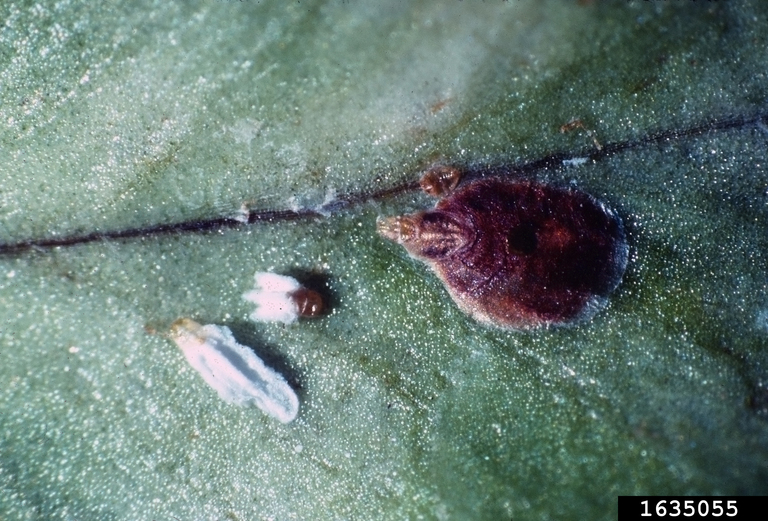 fern scale (Pinnaspis aspidistrae)