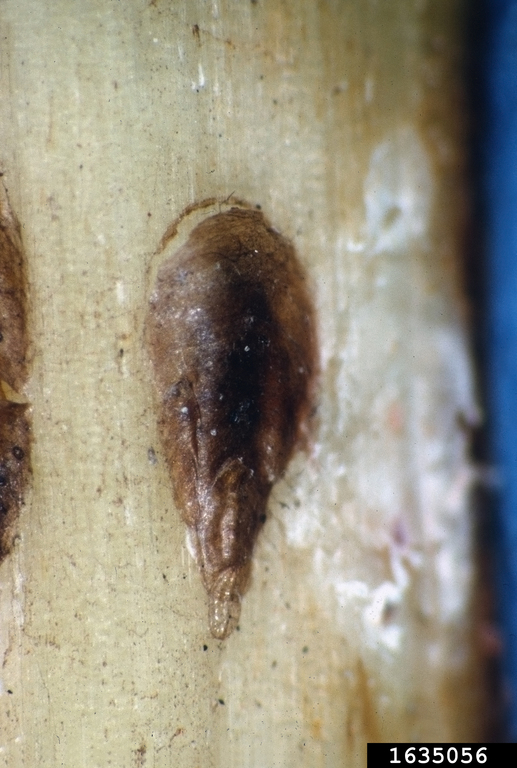 fern scale (Pinnaspis aspidistrae)