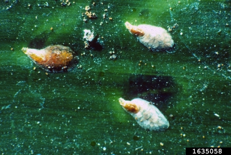 fern scale (Pinnaspis aspidistrae (Signoret))