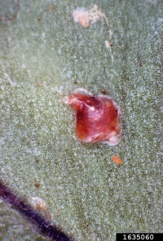 fern scale (Pinnaspis aspidistrae (Signoret))