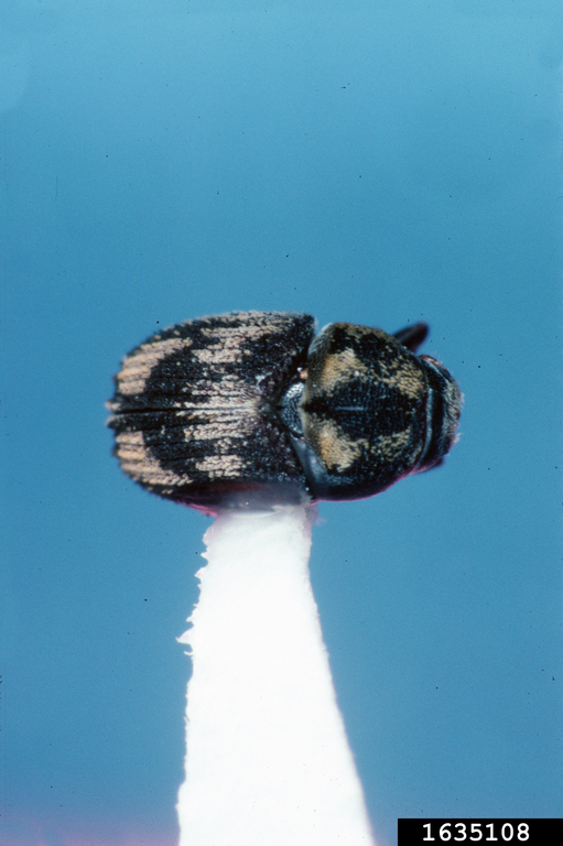western ash bark beetle (Hylesinus californicus (Swaine, 1916))