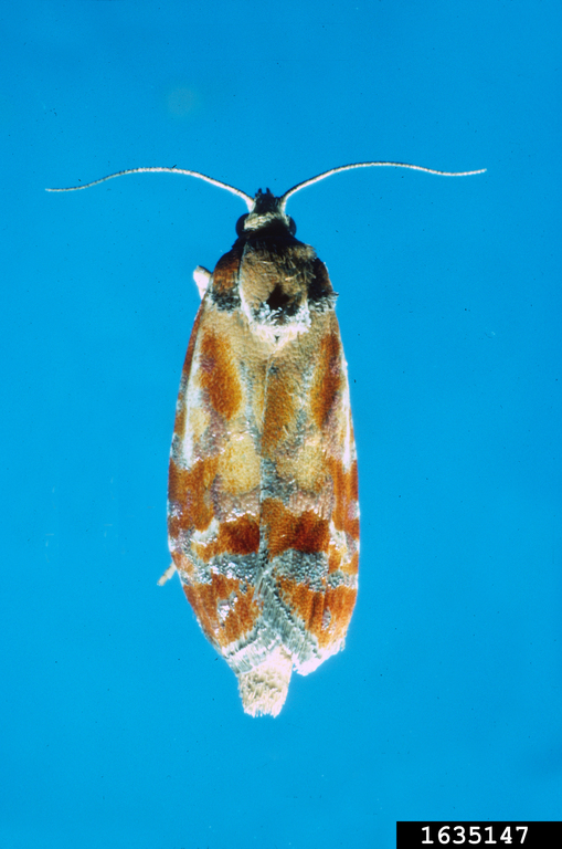 European pine shoot moth (Rhyacionia buoliana (Denis & Schiffermuller))