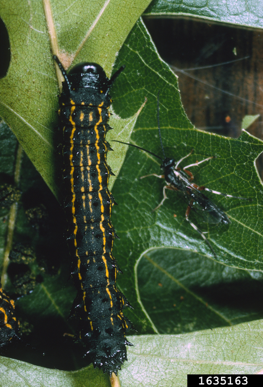 orangestriped oakworm (Anisota senatoria (J. E. Smith, 1797))