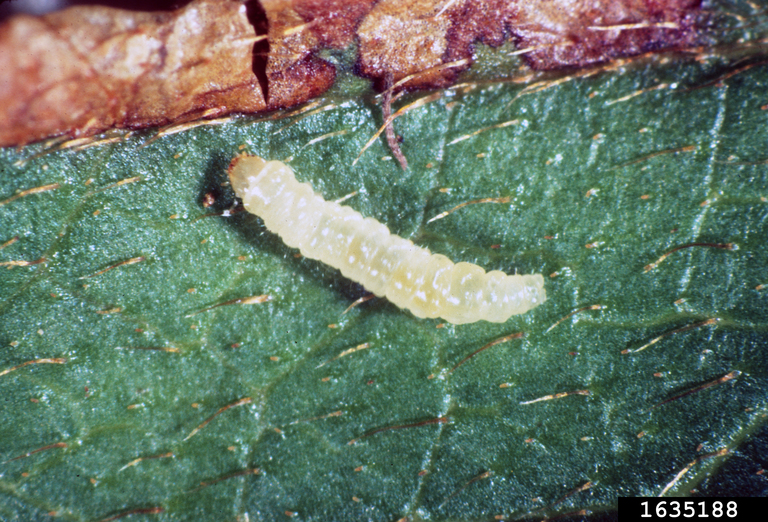 azalea leafminer (Caloptilia azaleella (Brants))