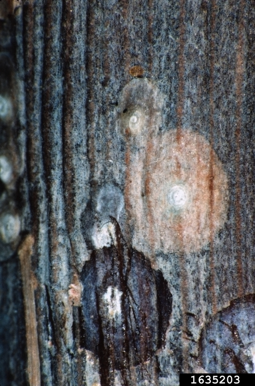 grape scale (Diaspidiotus uvae (Comstock))